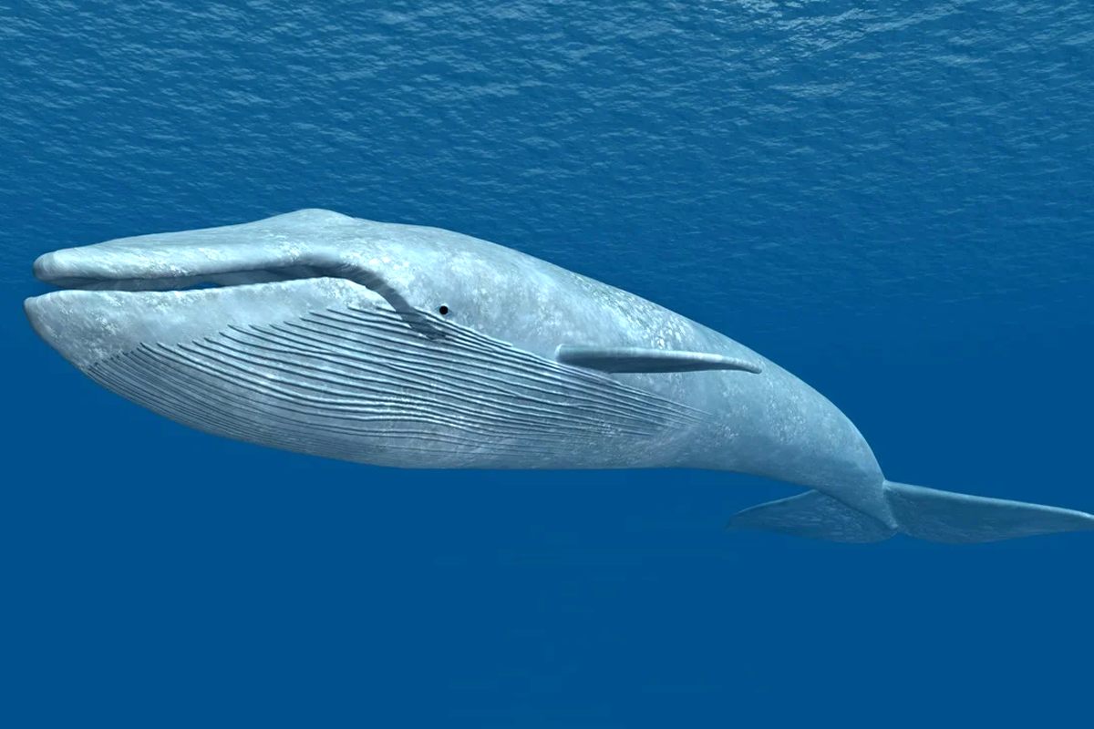 Investigación chilena sobre ballenas destaca entre las 100 más ...